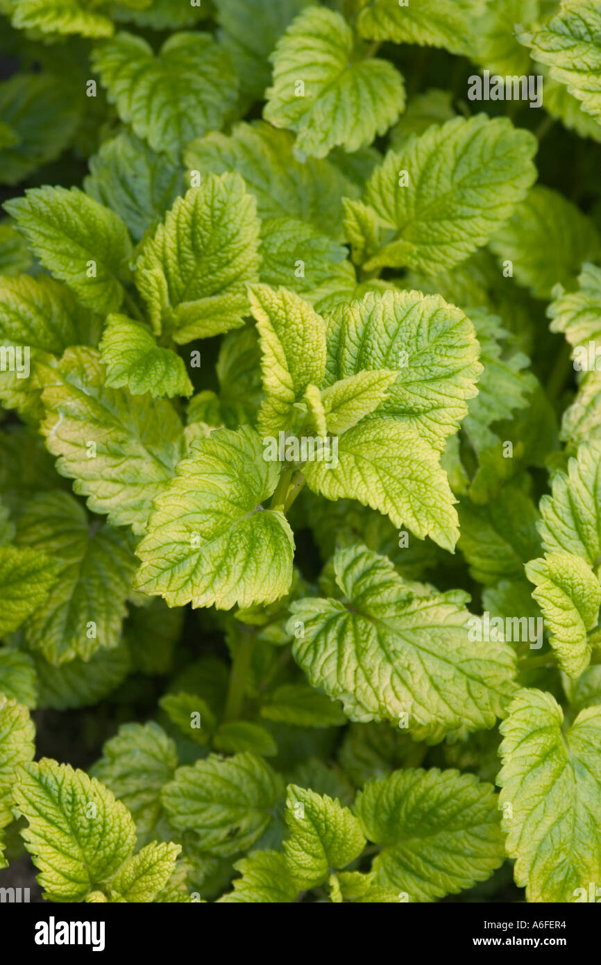Golden lemon balm growing hi-res stock photography and images - Alamy