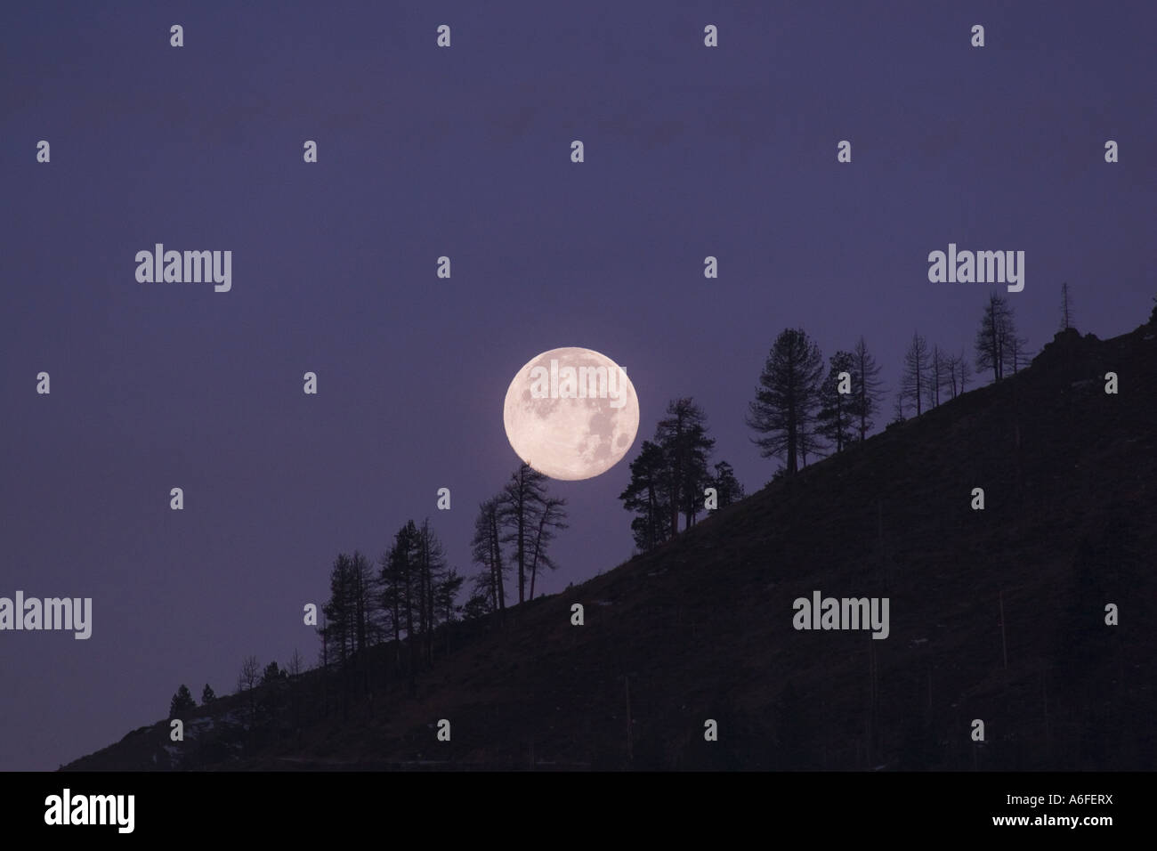 The full moon rising from behind a ridge with silhouetted trees near ...