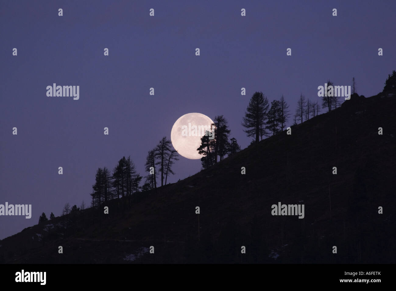 The full moon rising from behind a ridge with silhouetted trees near ...