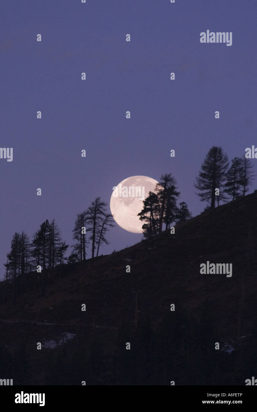 The full moon rising from behind a ridge with silhouetted trees near ...
