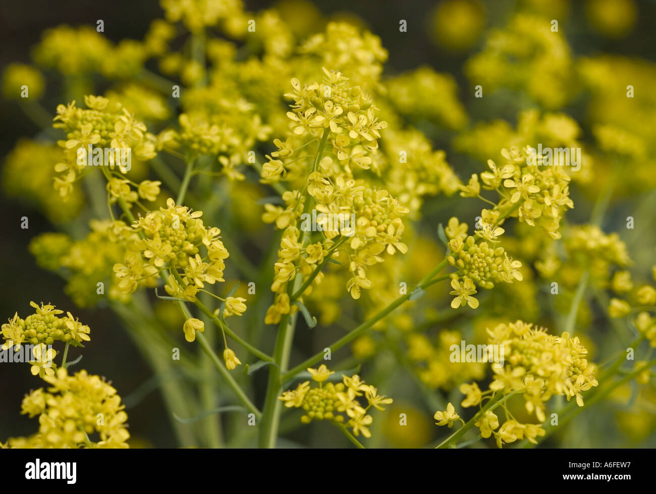 Blue woad hi-res stock photography and images - Alamy