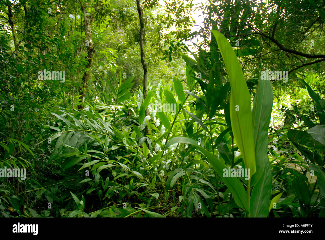 Forest in southern brazil hi-res stock photography and images - Alamy