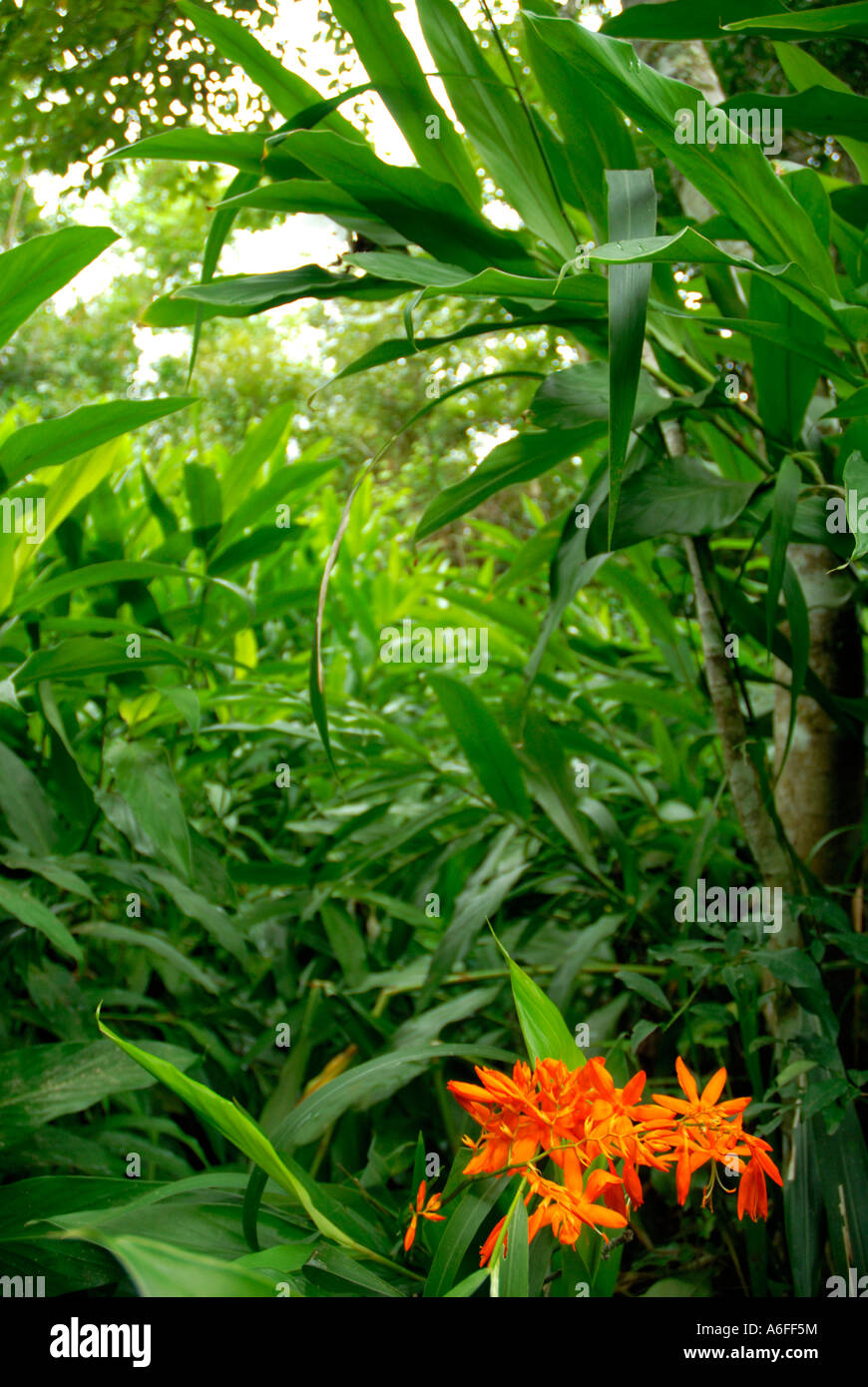 Forest in Southern Brazil Stock Photo - Alamy