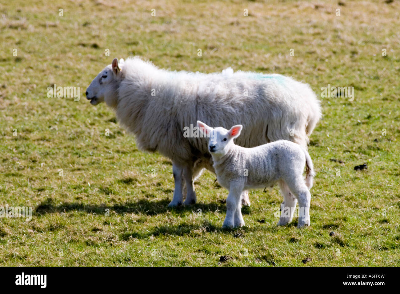 Schmallenberg virus hi-res stock photography and images - Alamy