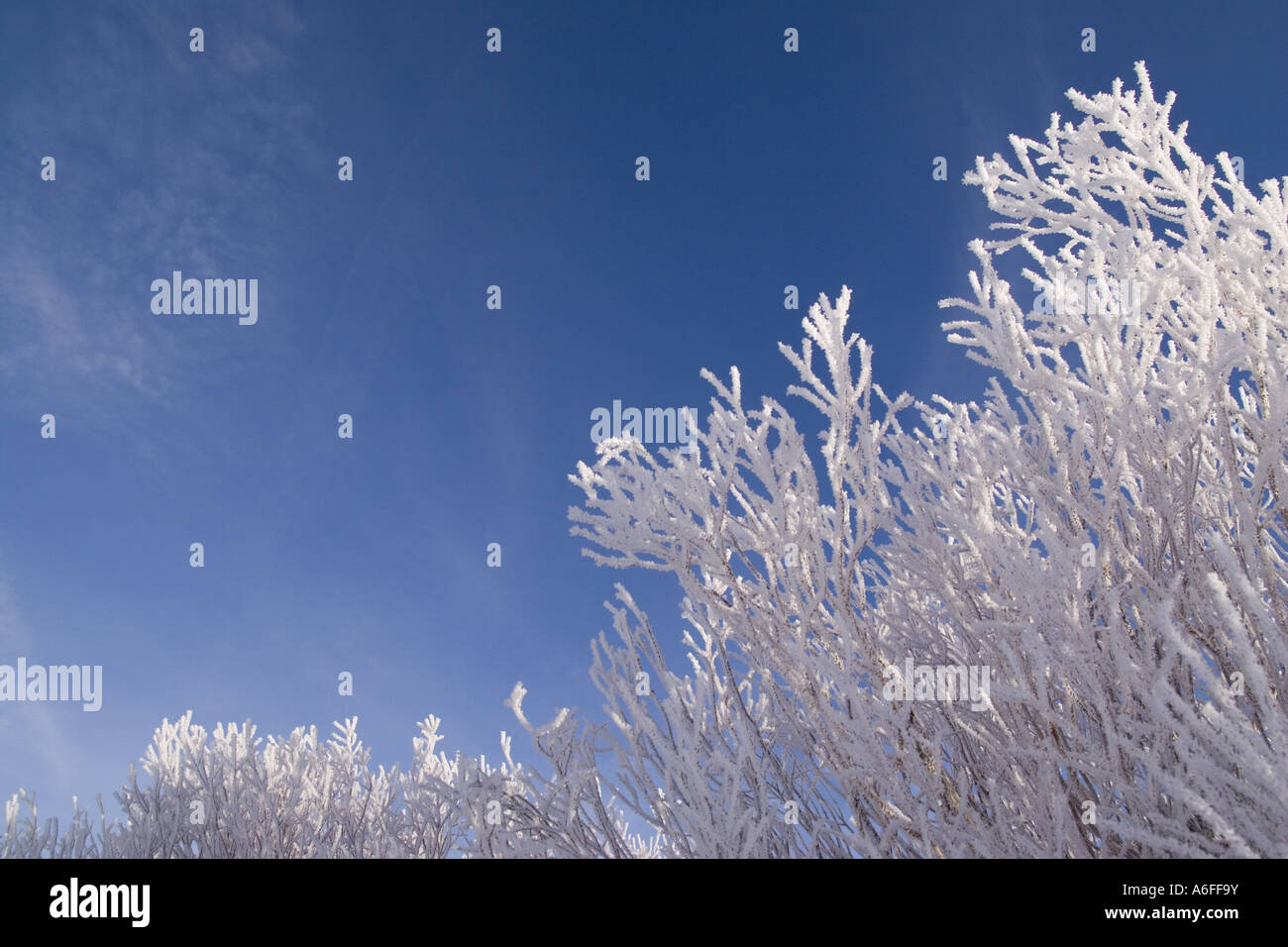 Willow branches covered with frost against a blue sky in the Martis ...