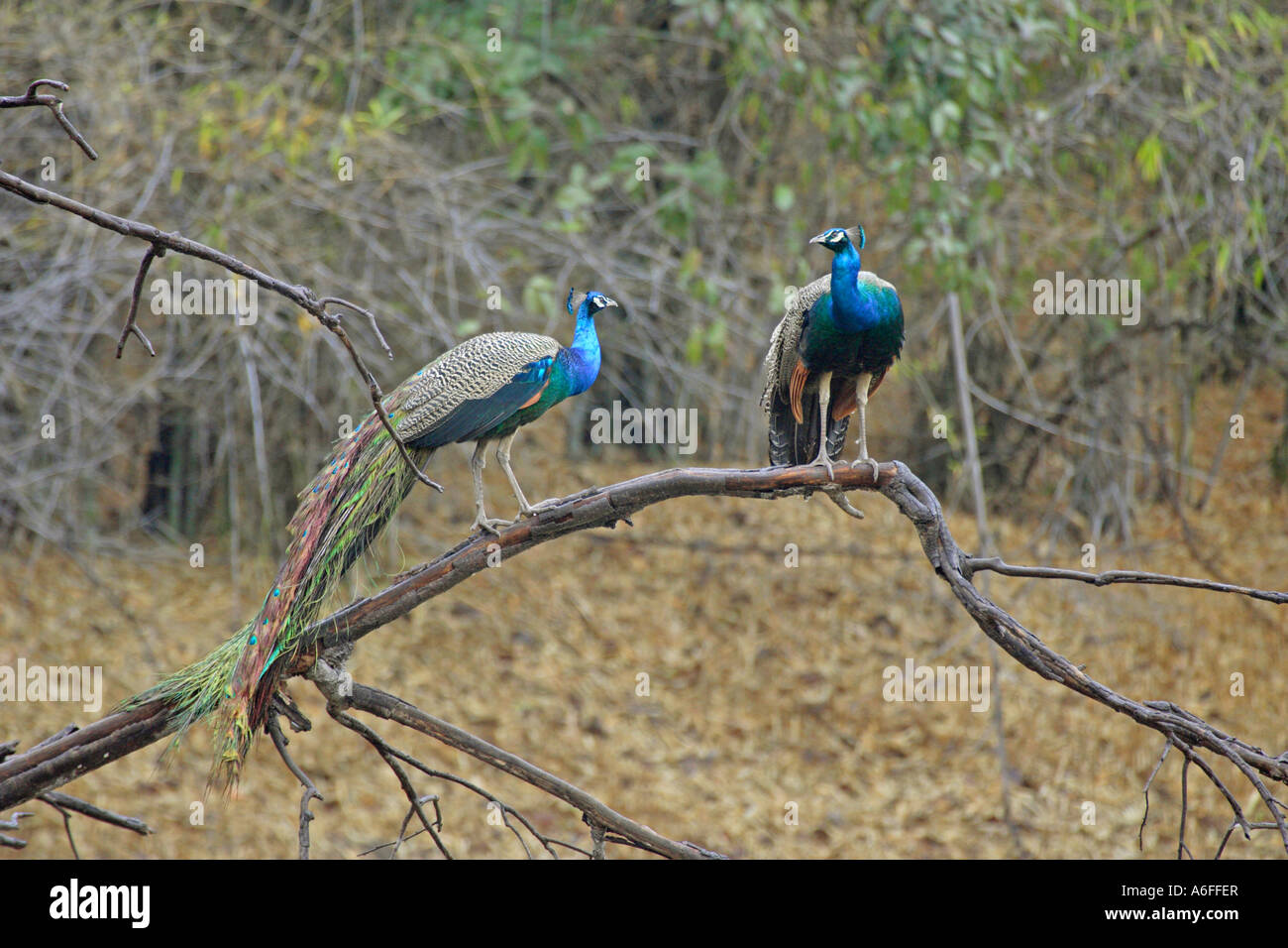 Common Peafowl Pavo cristatus perched on a branch in a tree in Pench ...