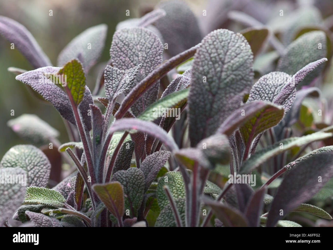 Close up shot of Purple Sage - Salvia officinalis 'Purpurescens' Stock ...