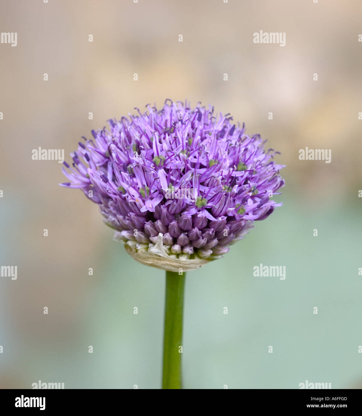 Natural emerging hi-res stock photography and images - Alamy