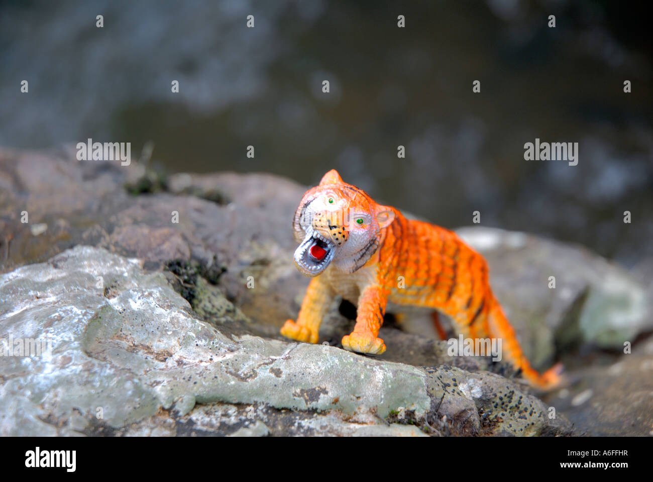 False tiger hi-res stock photography and images - Alamy