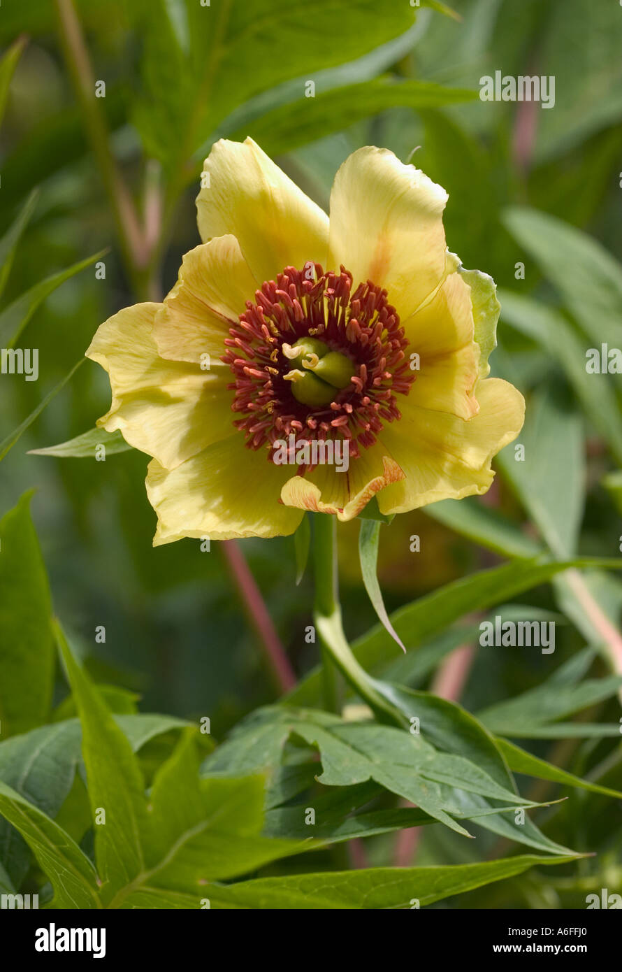 Tree peony early spring hi-res stock photography and images - Alamy