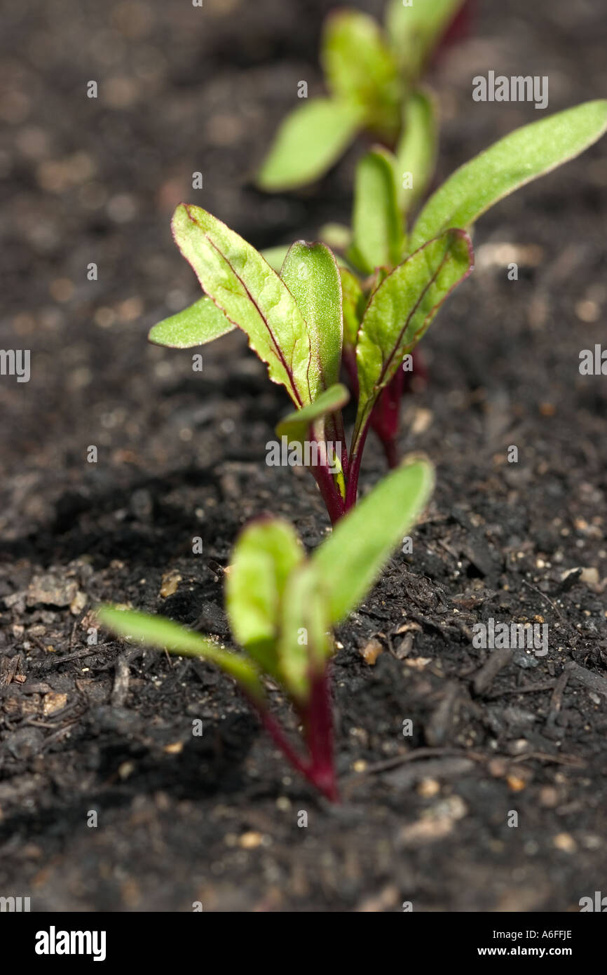 Beetroot shoots hi-res stock photography and images - Alamy