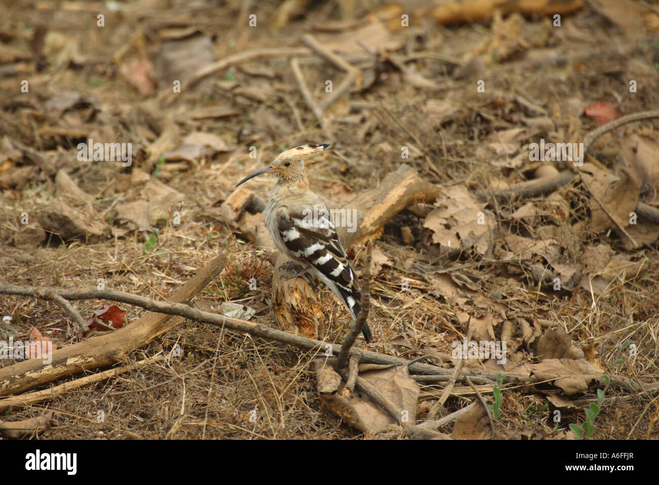 Eurasian Hoopoe Upupa epops standing on the ground in some fallen ...