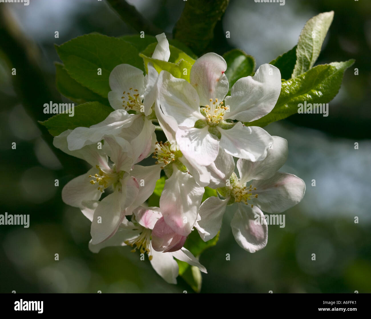 Apple George Cave High Resolution Stock Photography and Images - Alamy