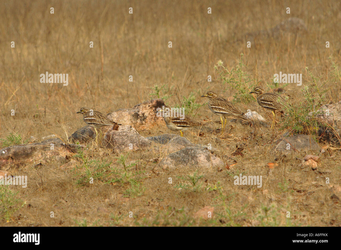 Indian Stone Curlew (Indian Thick Knee) Burhinus (oedicnemus) indicus ...