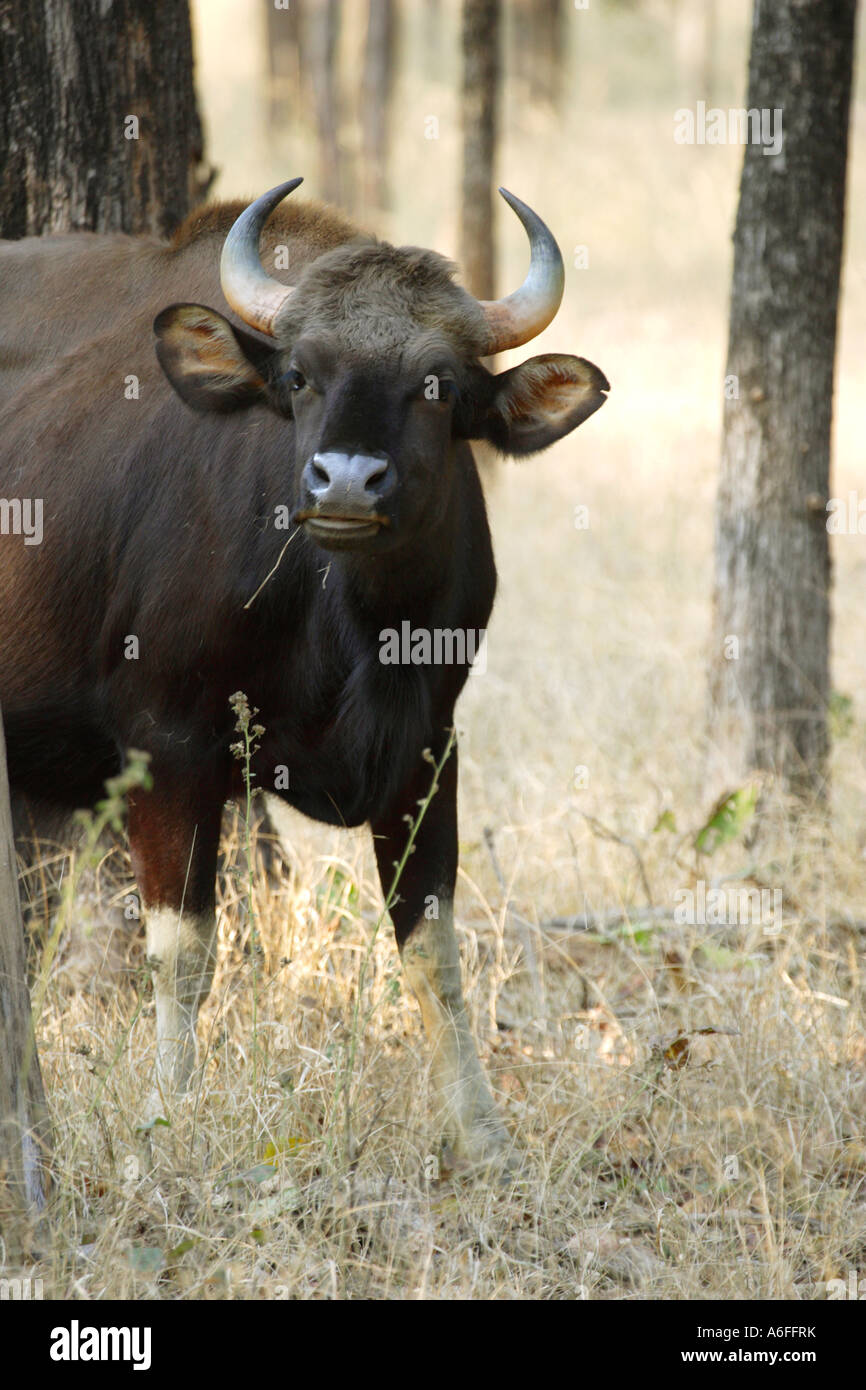 Gaur Indian Bison Bos gaurus standing in a forest in a wildlife reserve ...