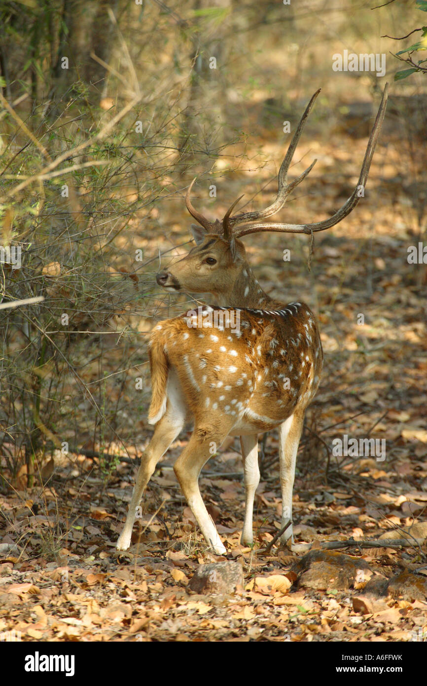 White Spotted Deer Chital Axis axis standing in the forest and looking ...