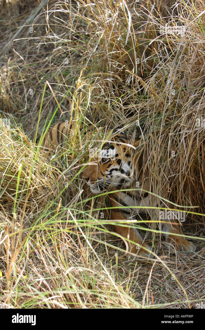 Tiger Hiding Grass High Resolution Stock Photography and Images - Alamy
