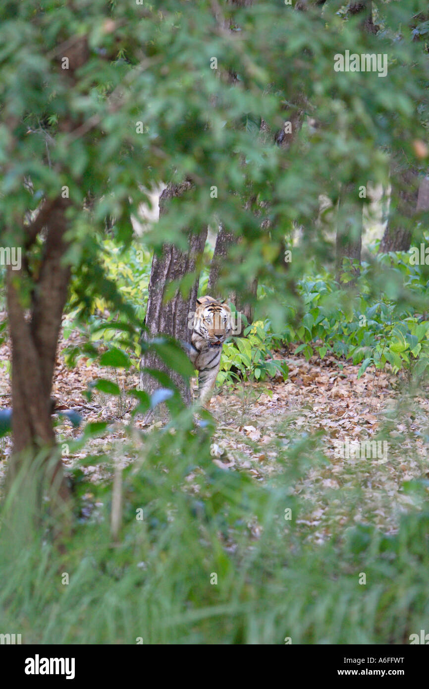 Bengal Tiger Panthera tigris walking from behind a tree in a forest in ...