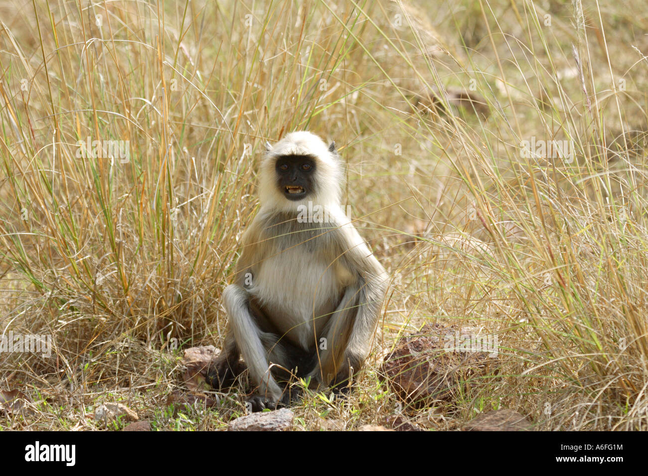 Hanuman / Grey Langur Monkey Semnopithecus entellus sitting in the long ...