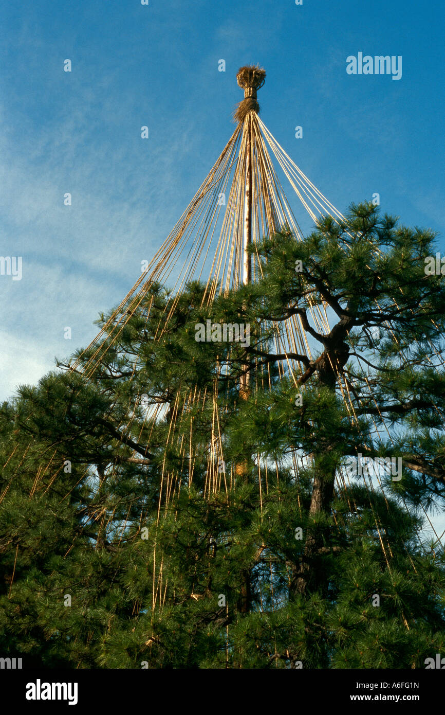 A tree protected against snowfall in Japan Stock Photo - Alamy