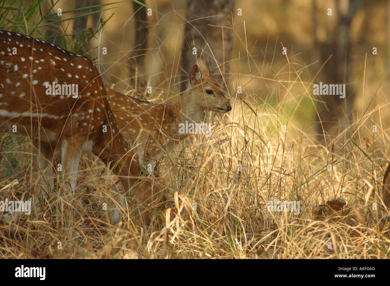 White Spotted Deer Chital Axis axis standing in the forest with its ...