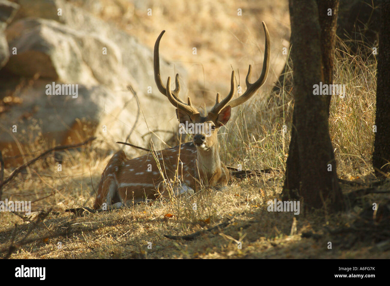 White Spotted Deer Chital Axis axis lying in the forest and looking at ...