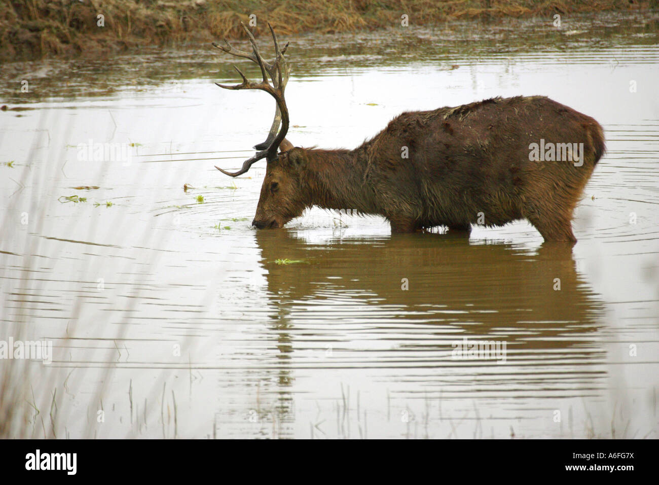 Swamp Deer Barasinga Cervus duvaucelii standing in a small lake and ...