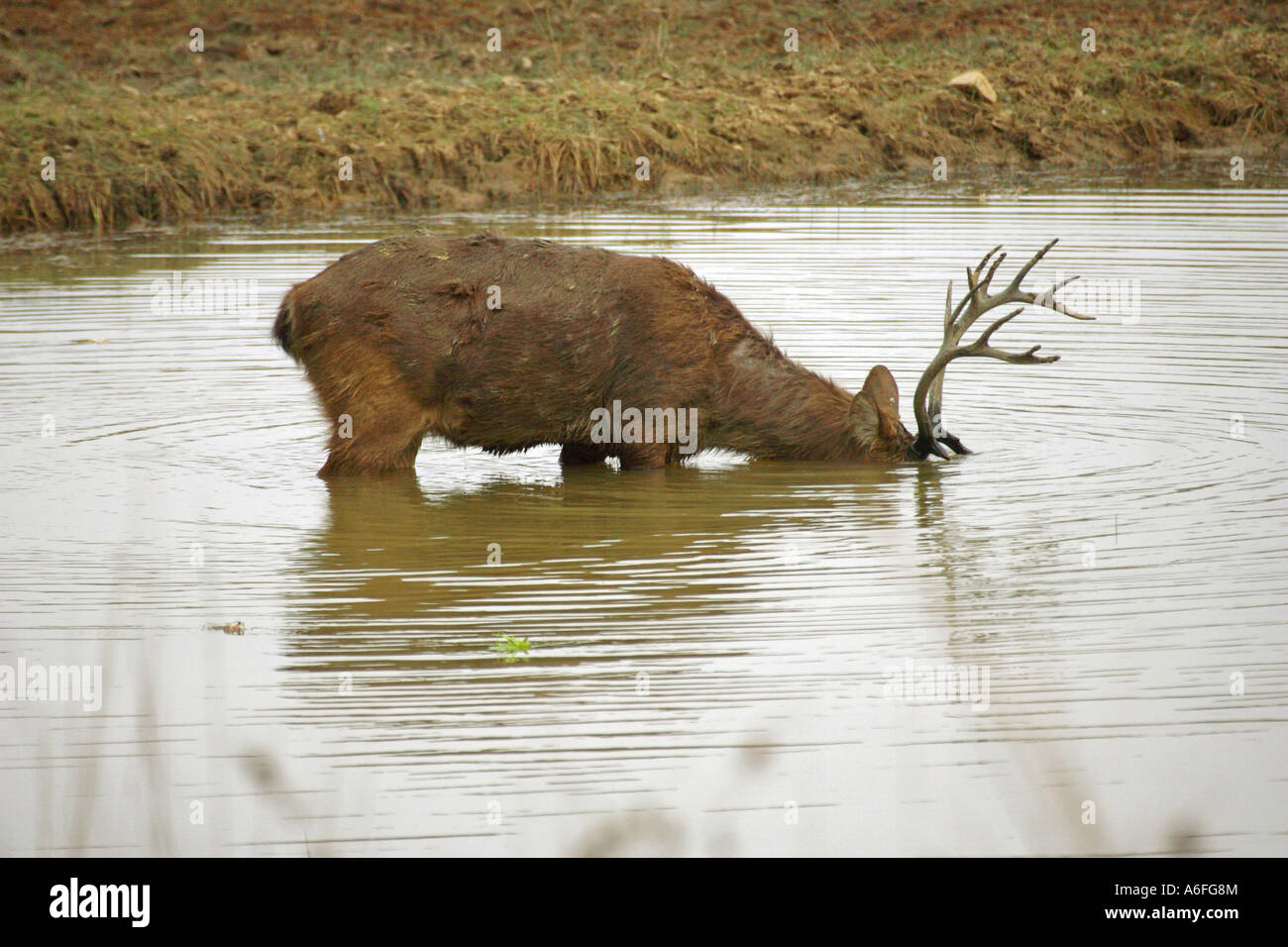 Small deer standing in hi-res stock photography and images - Alamy