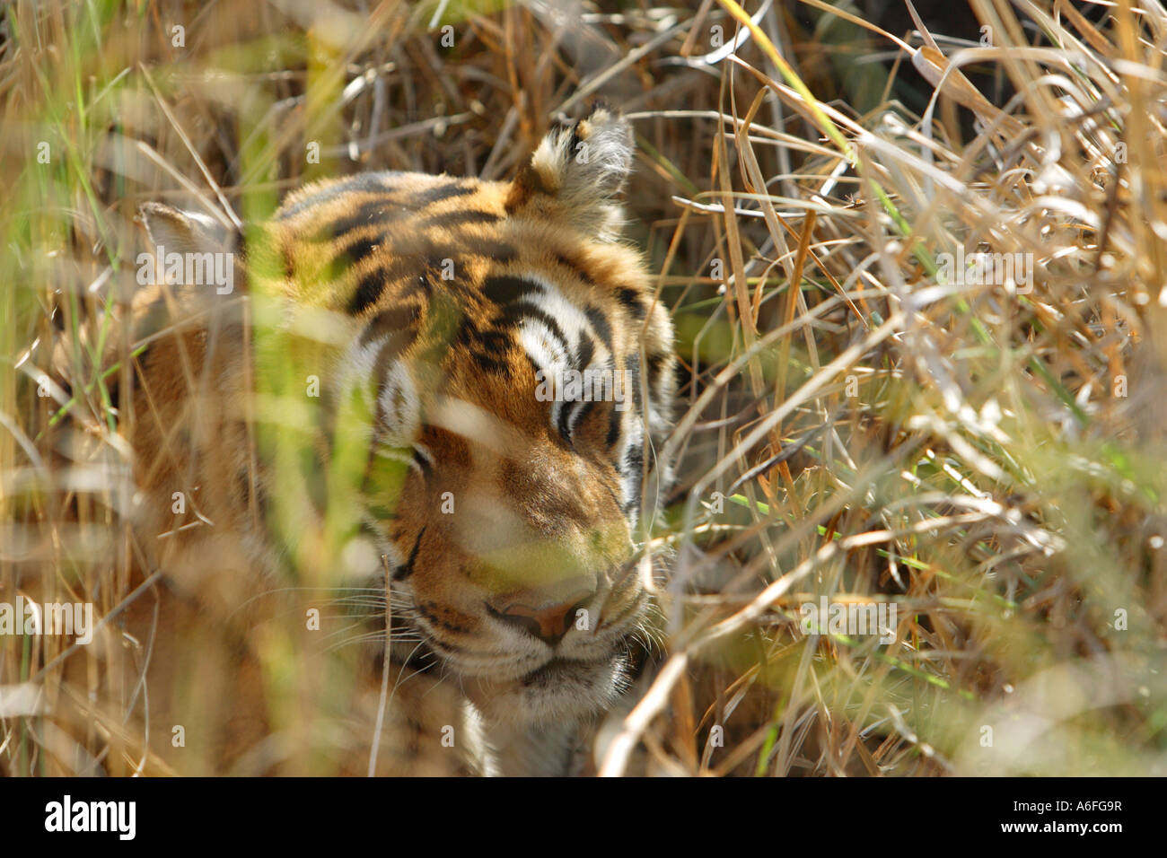 Tiger hiding grass hi-res stock photography and images - Alamy