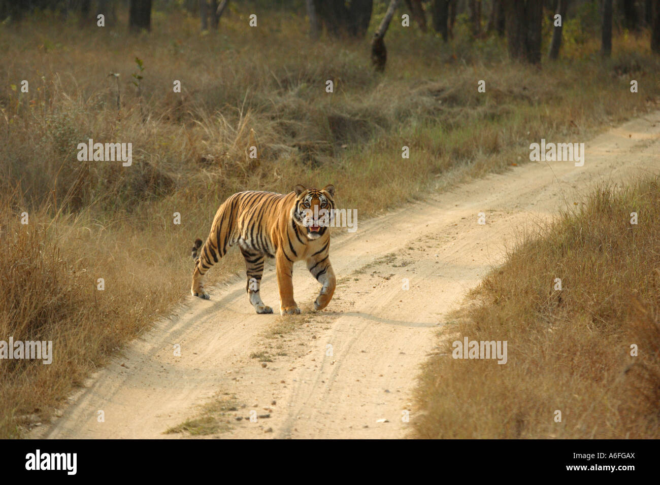 Bengal Tiger Panthera tigris walking across a dirt track and looking at ...