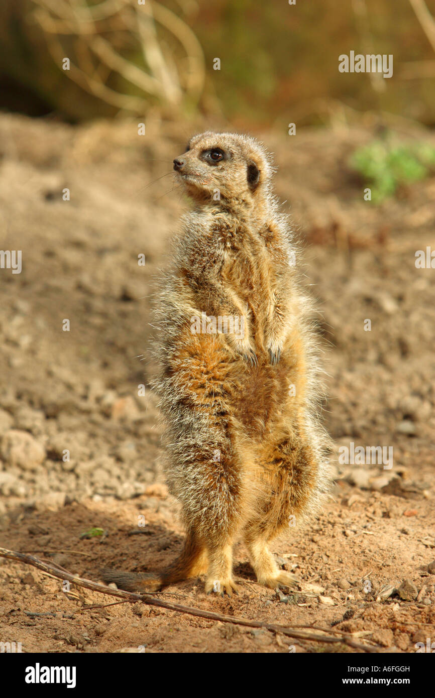 Meerkat Suricata suricatta standing upright on its hind legs and ...