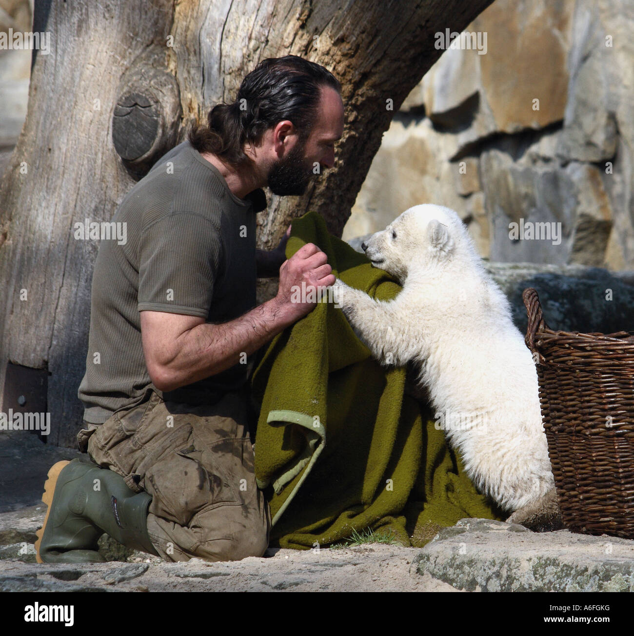 Knut the polar bear cub playing with his keeper in his enclosure at ...