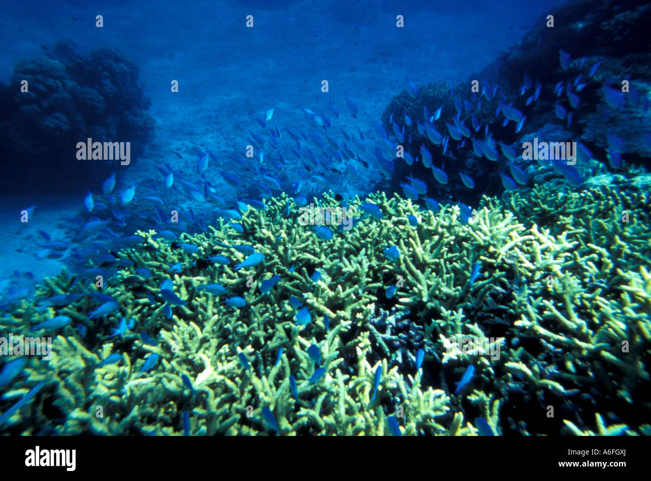 Coral Kandavu Island Fiji Stock Photo - Alamy