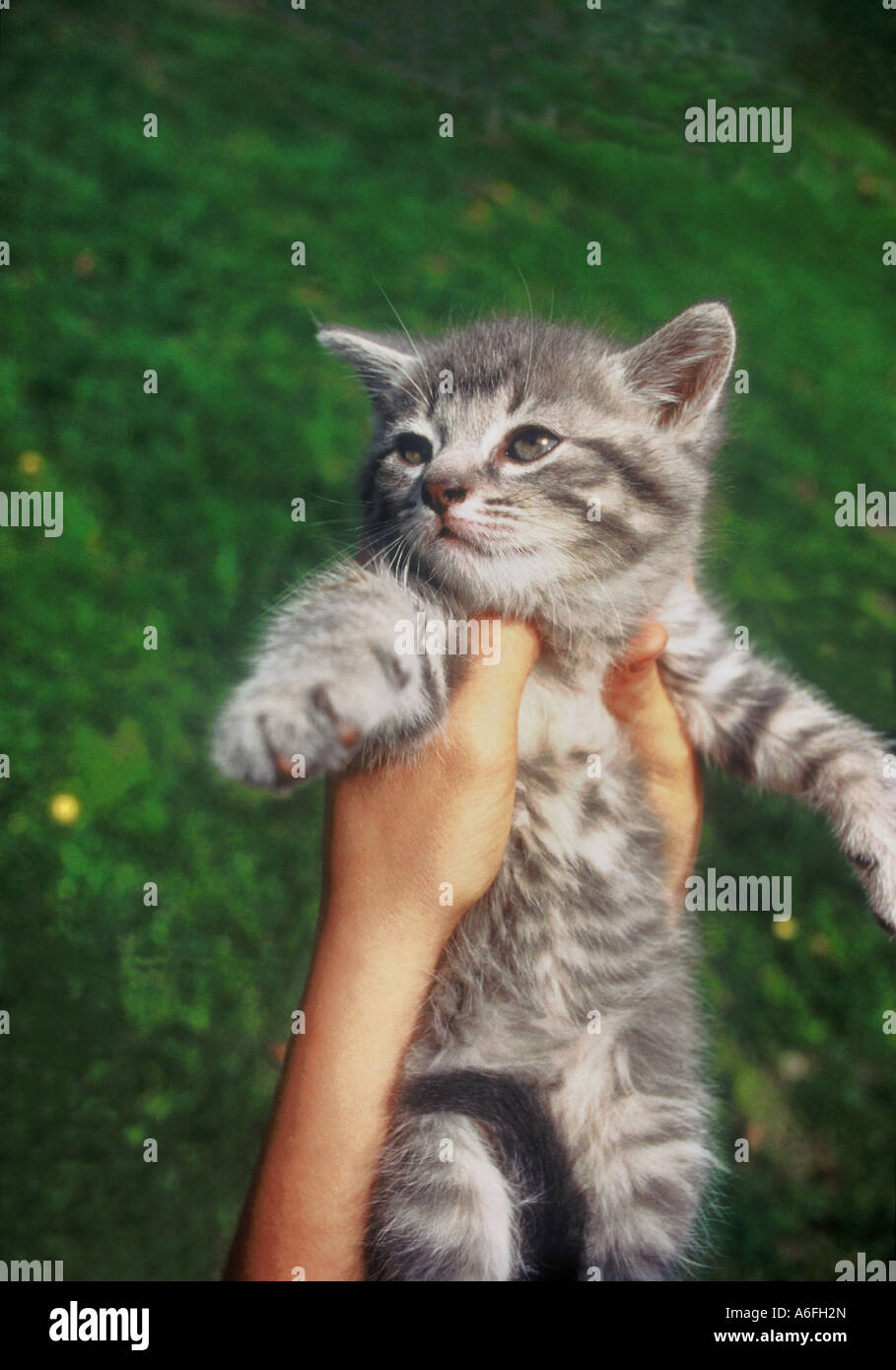 Kitten looks hi-res stock photography and images - Alamy
