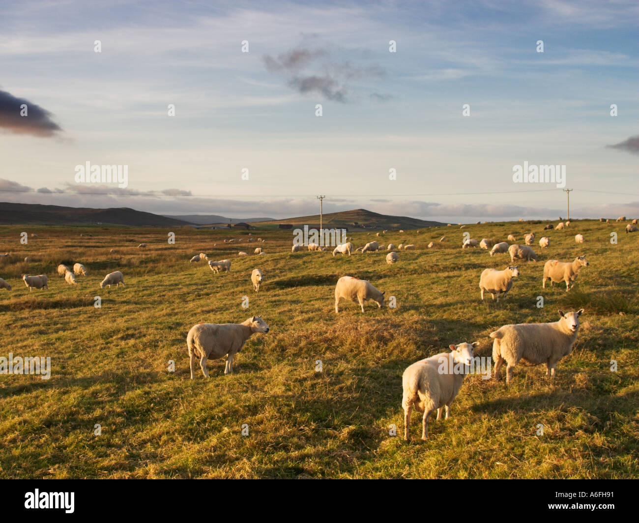 Sheep Tingwall Shetland Stock Photo - Alamy