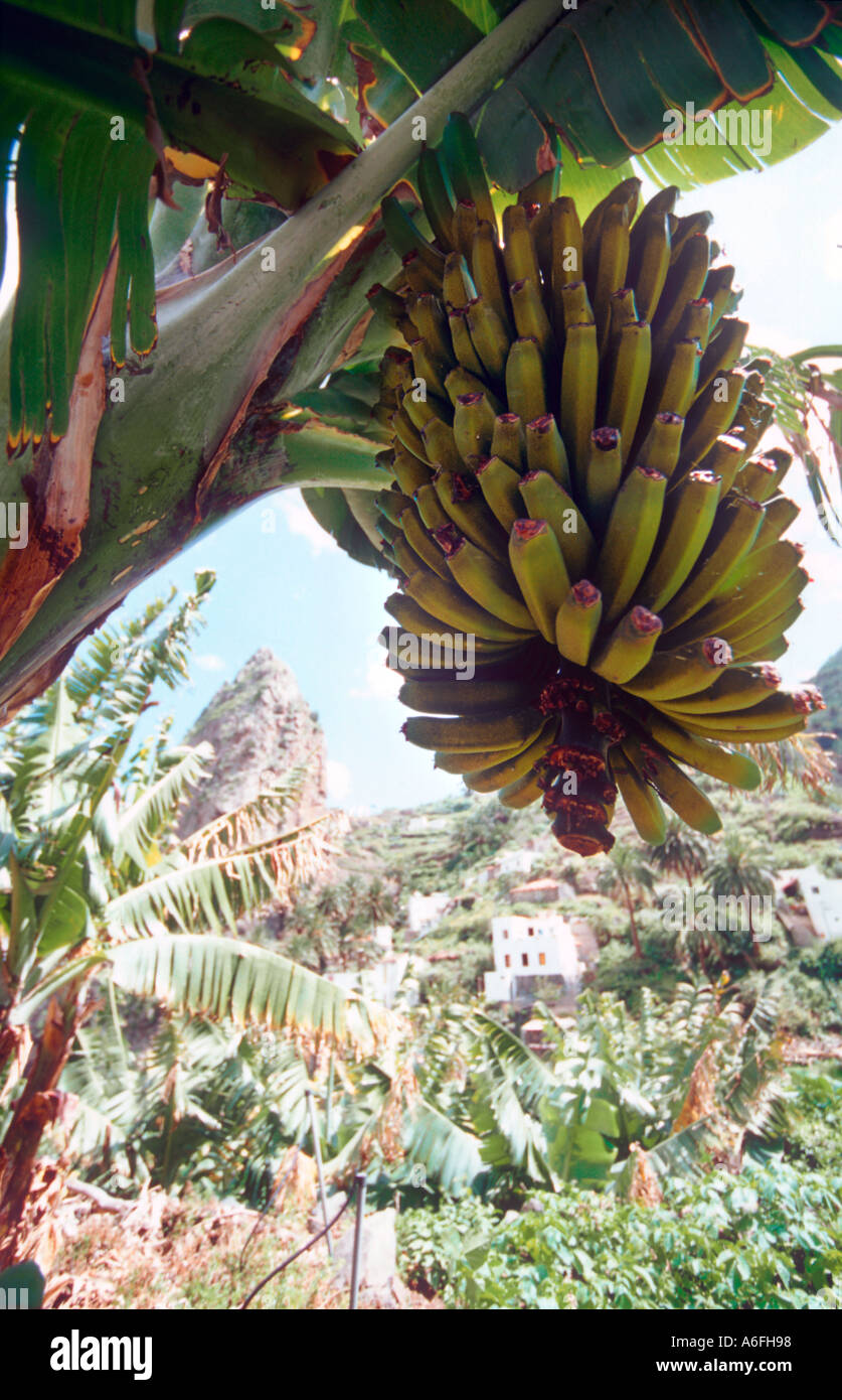 Ripening Bananas still on the tree and ready for harvesting La Gomera ...