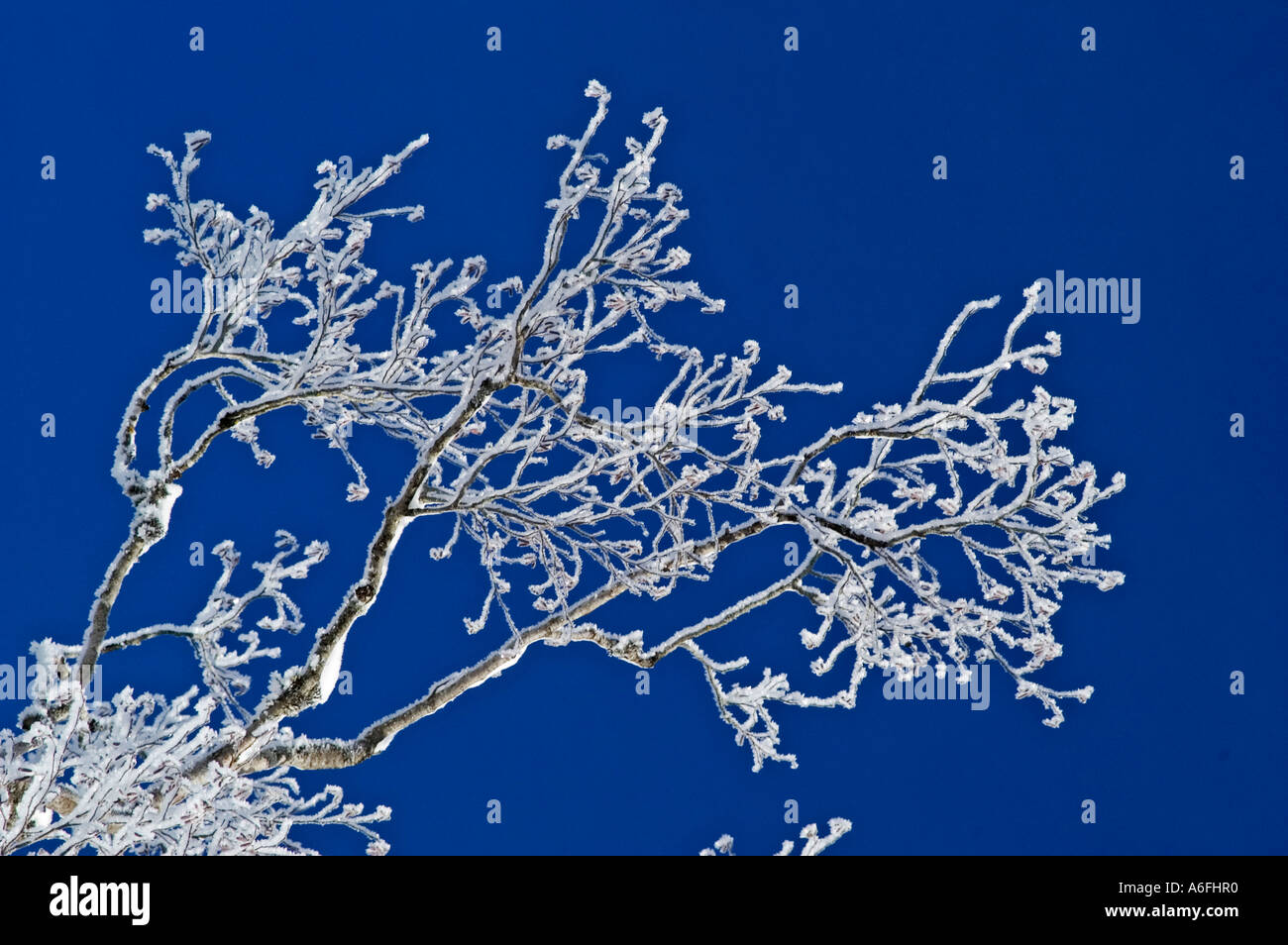 Twigs alder tree trees hi-res stock photography and images - Alamy