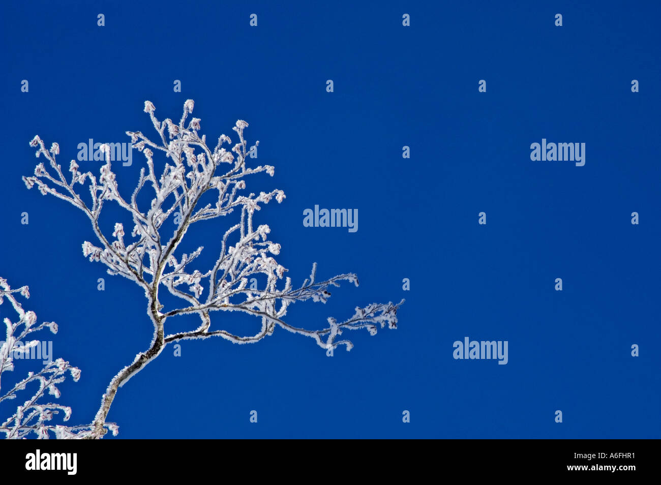Twigs alder tree trees hi-res stock photography and images - Alamy