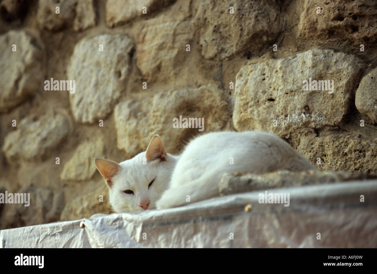 Cat basking in the sun Nessebar Bulgaria Stock Photo - Alamy