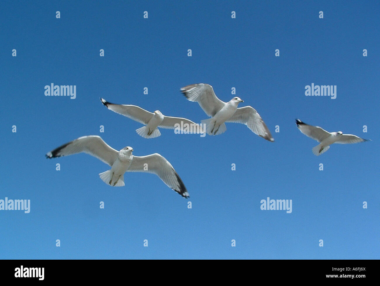 Four flying seagulls hi-res stock photography and images - Alamy