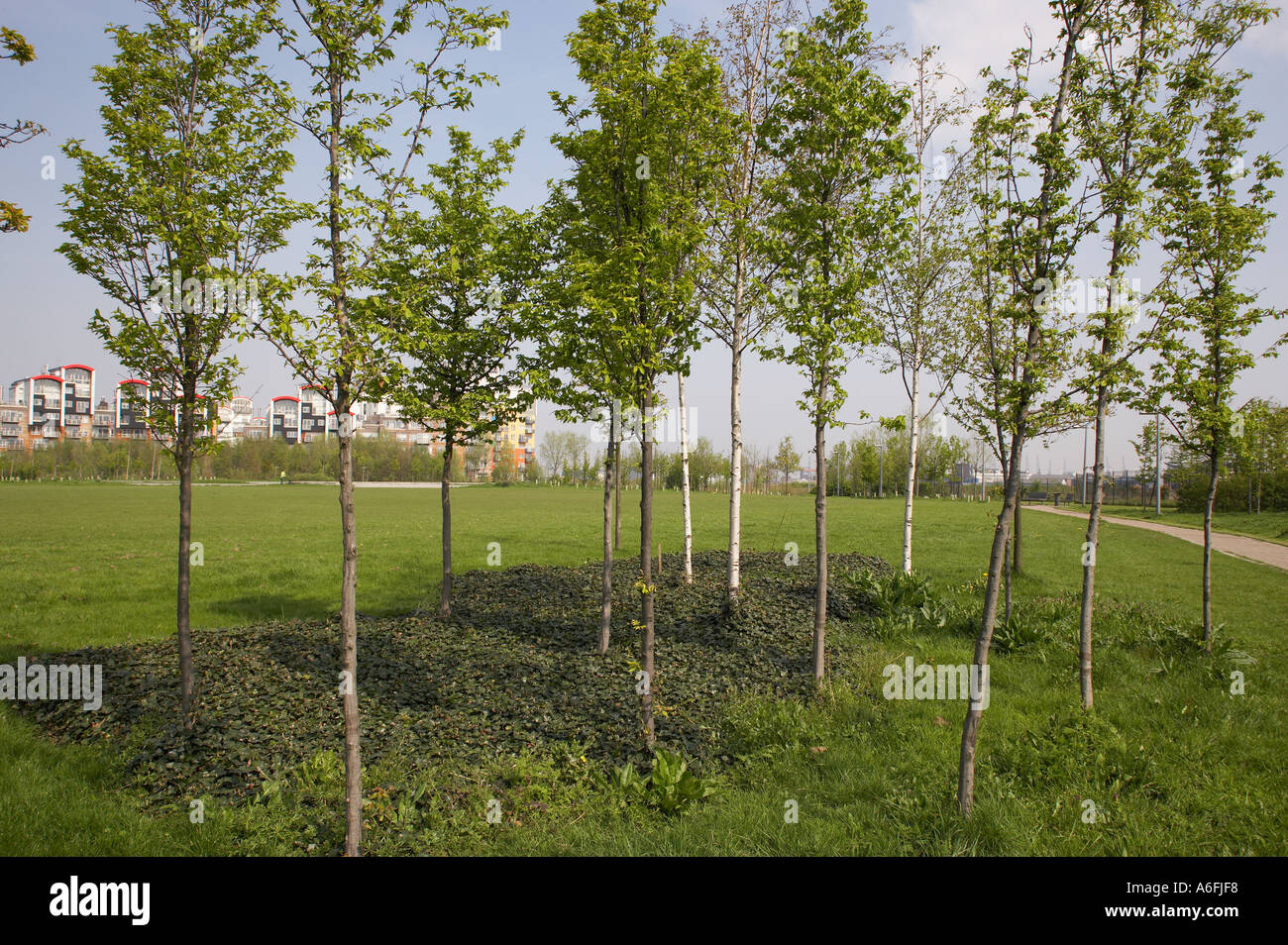 green sapling trees in parkland Stock Photo - Alamy