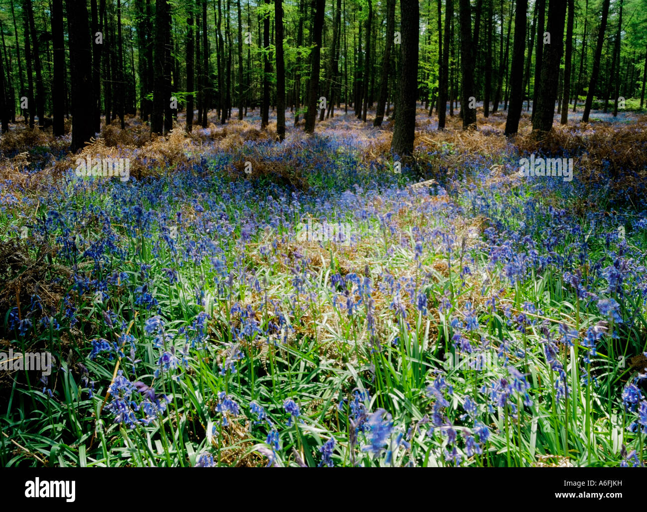 bluebell wood the ridgway path the chiltern hills buckinghamshire the ...