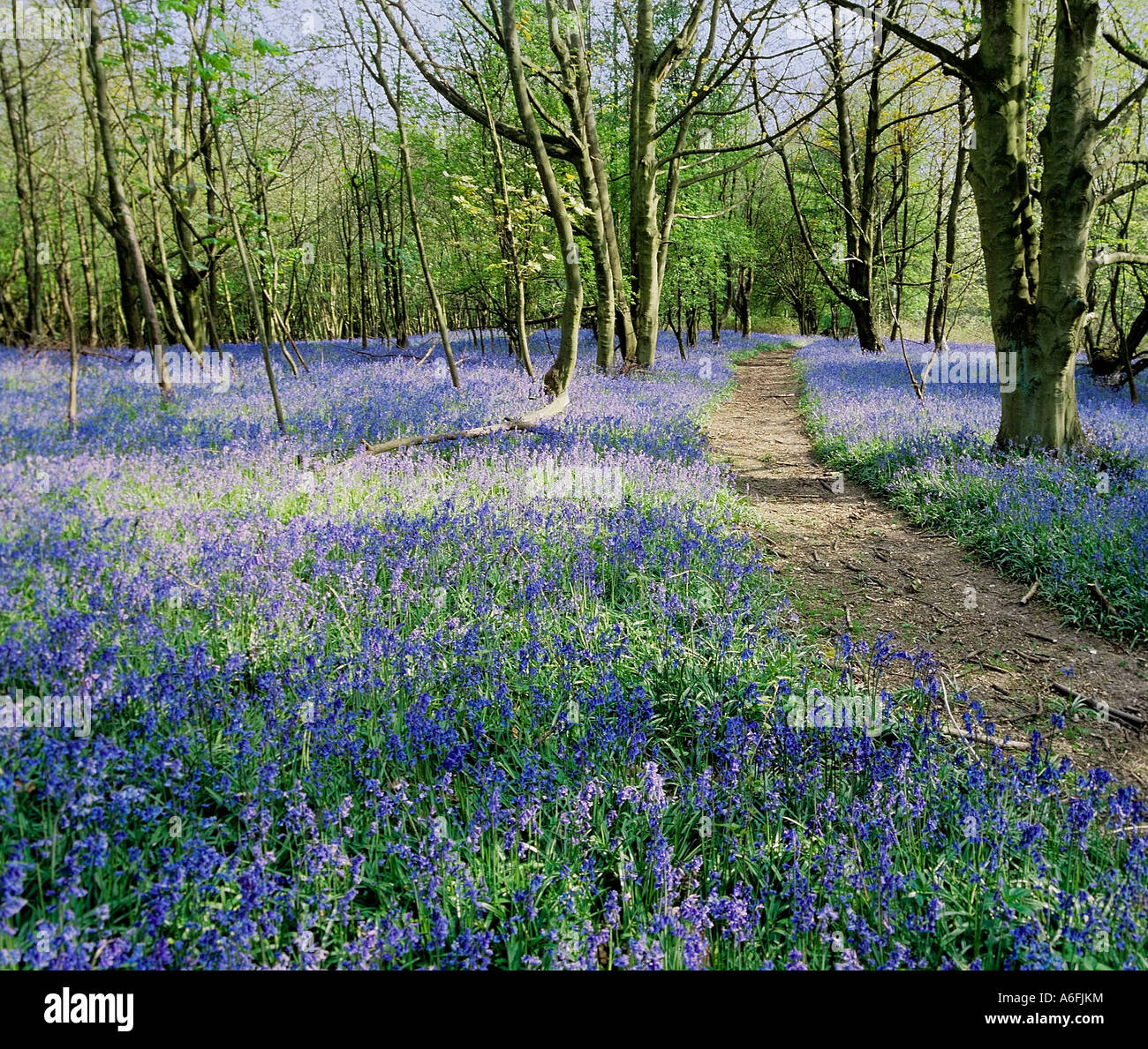 bluebell wood the ridgway path the chiltern hills buckinghamshire the ...