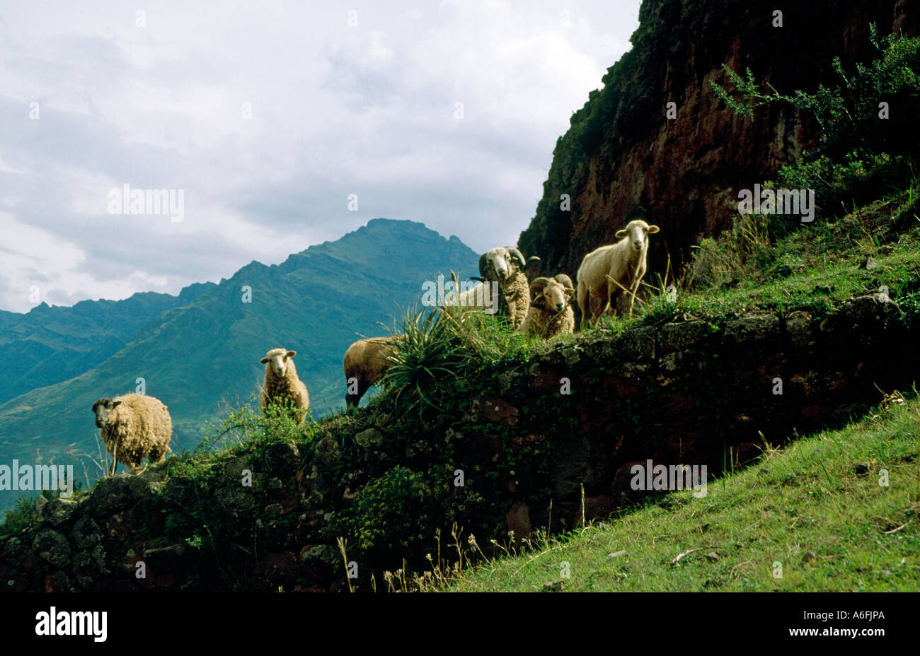 Sheep looking over the edge of a hillside in mountains near Pisac in ...