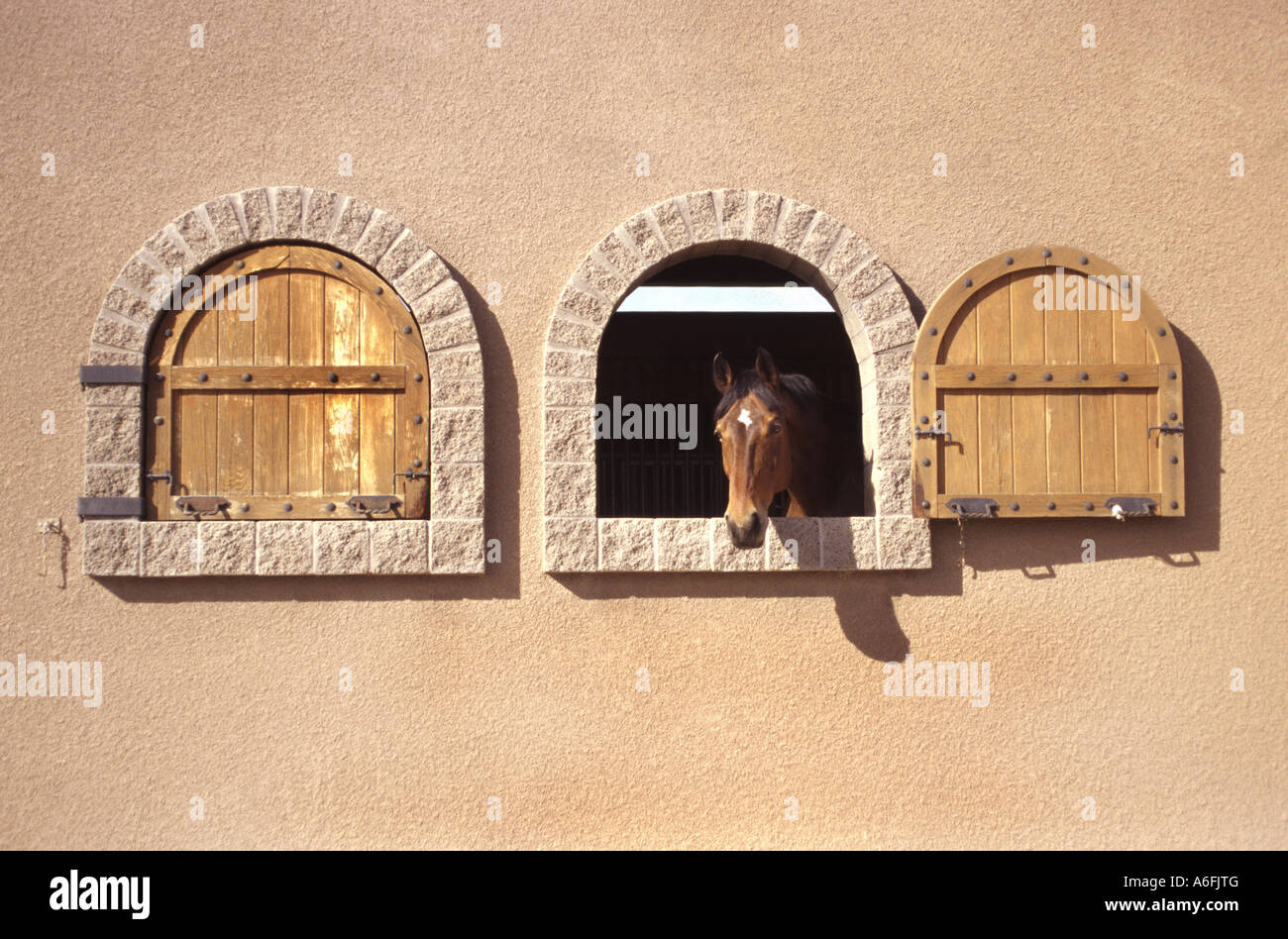 Horse in stall looks out window Stock Photo - Alamy