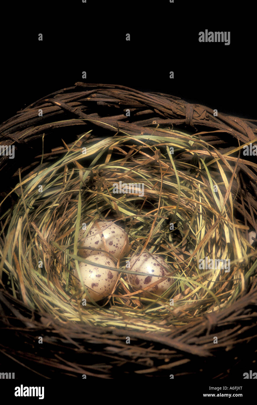 Bird nest with eggs Stock Photo - Alamy