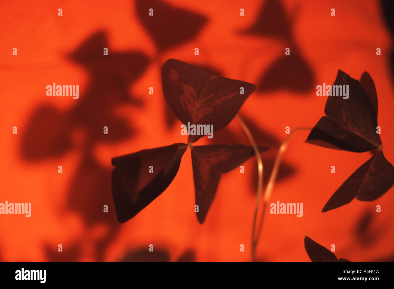 Plant and reflection Stock Photo - Alamy
