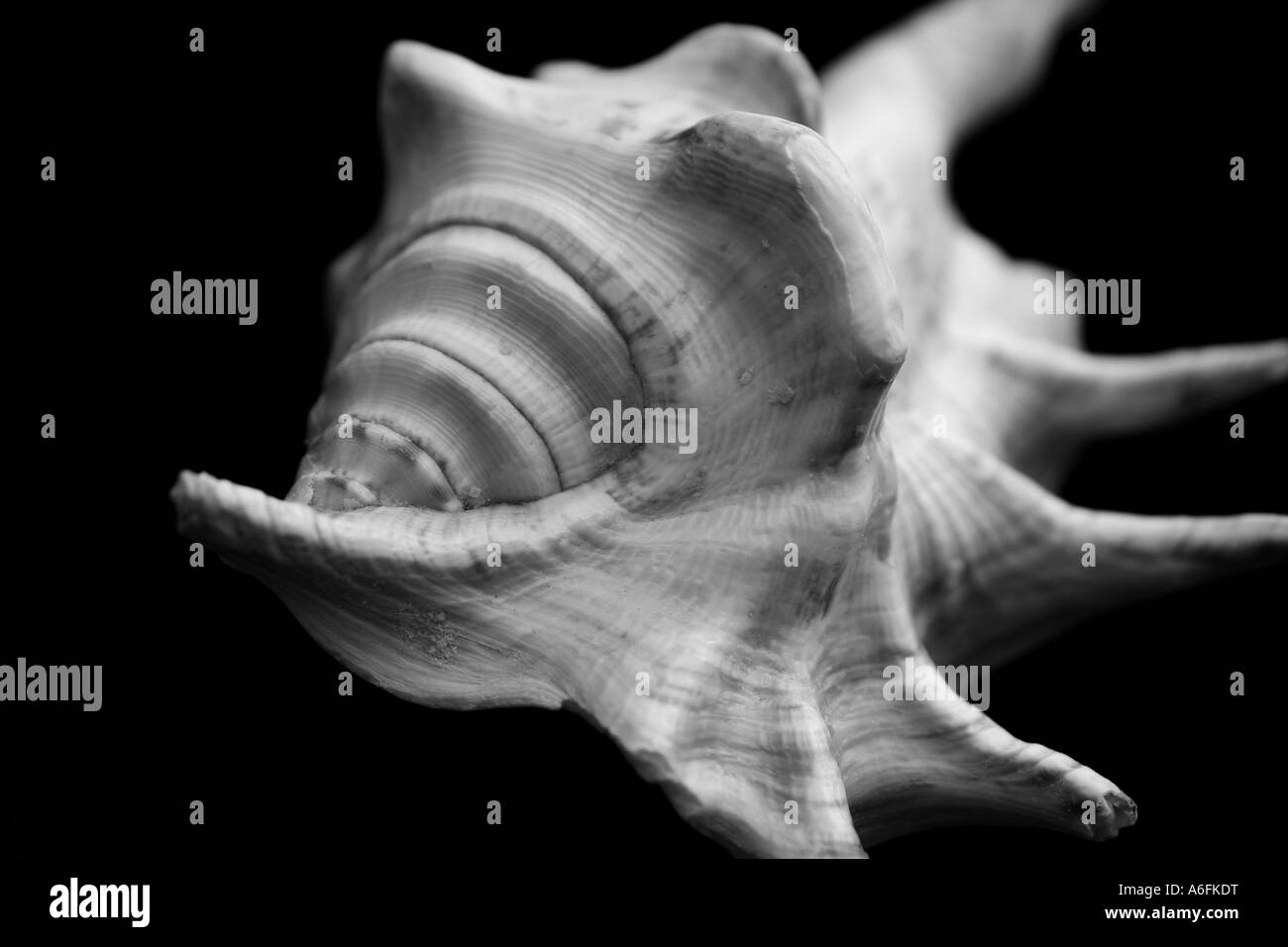 Iconic seashell Black and White Stock Photos & Images - Alamy