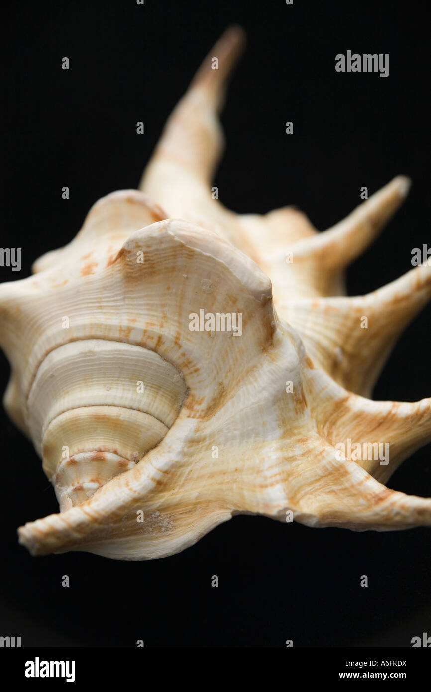 Close up of seashell Stock Photo - Alamy