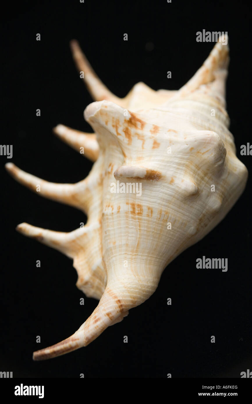 Close up of seashell Stock Photo - Alamy
